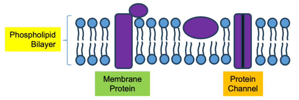 1.2 Transport Across the Membrane – Mr White Biology